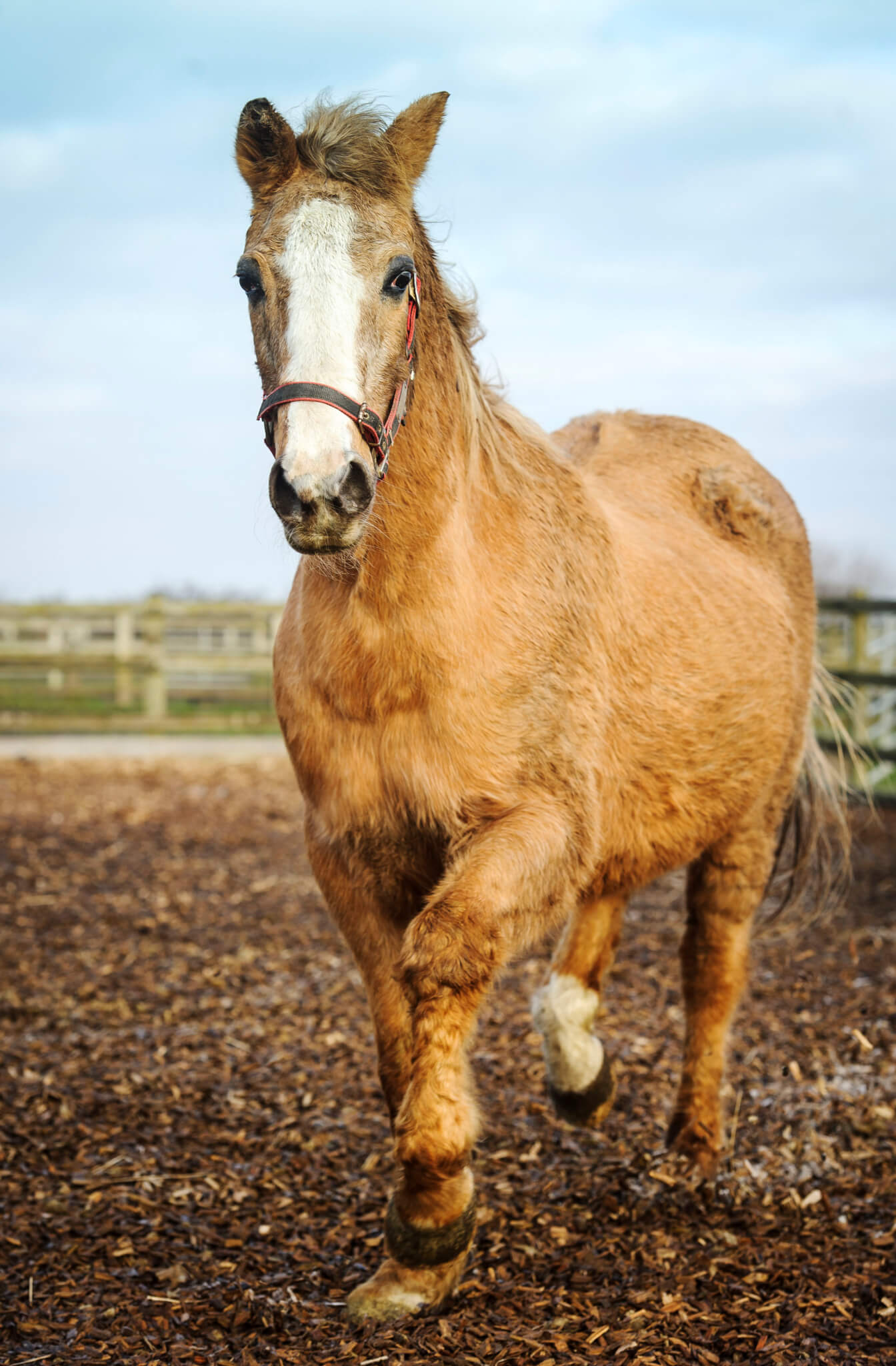 Worlds Oldest Horse Dies At Age Fifty Remus Horse Sanctuary
